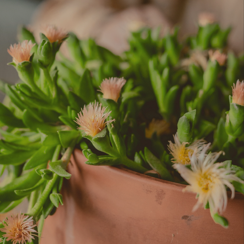 Learn about kanna – Nature Knows